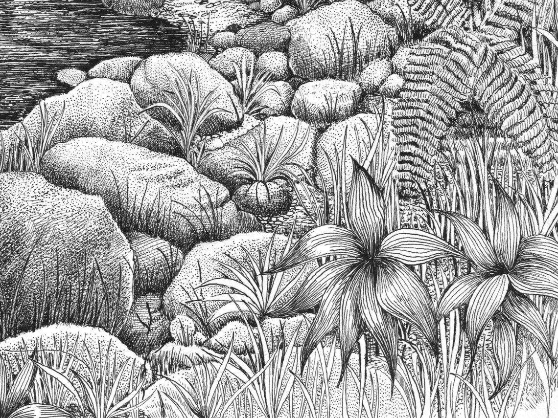 Whitetail Deer Pen and Ink Drawing, Limited Edition Print, Wildlife Art ...