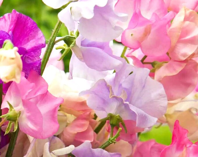 Sweet Pea Sunset Pastel Scented Mix lathyrus Odoratus 10 Flower Seeds ...