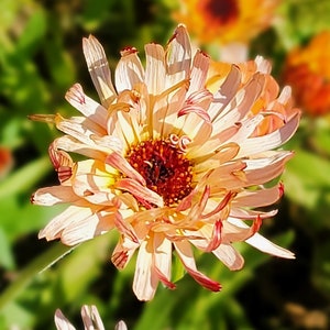 Calendula Sunset Buff (pot Marigold) 50 Flower Seeds - Etsy