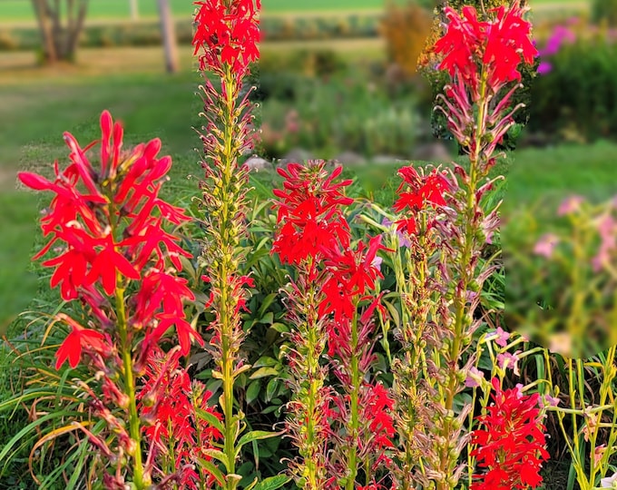 Lobelia Cardinalis Red Cardinal Flower (50 Flower Seeds) - Etsy