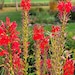 Lobelia Cardinalis Red Cardinal Flower (50 Flower Seeds) - Etsy