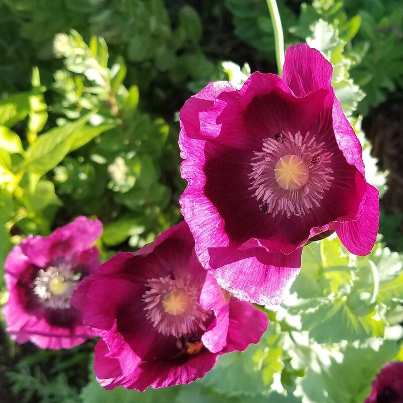Poppy Arrangement - Etsy