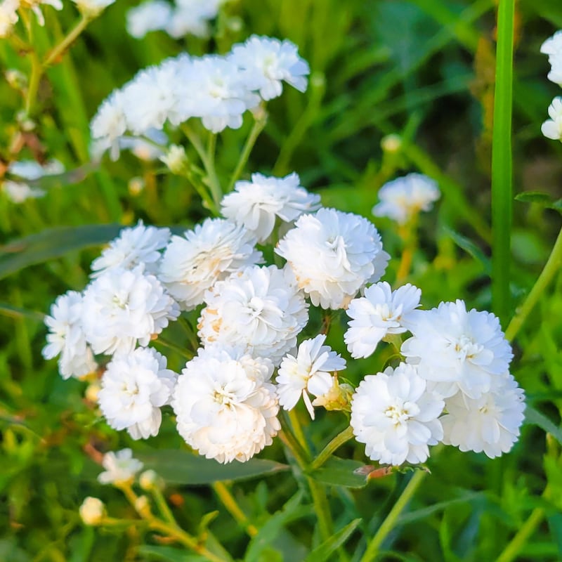 CrystalMoonBotanical - Etsy