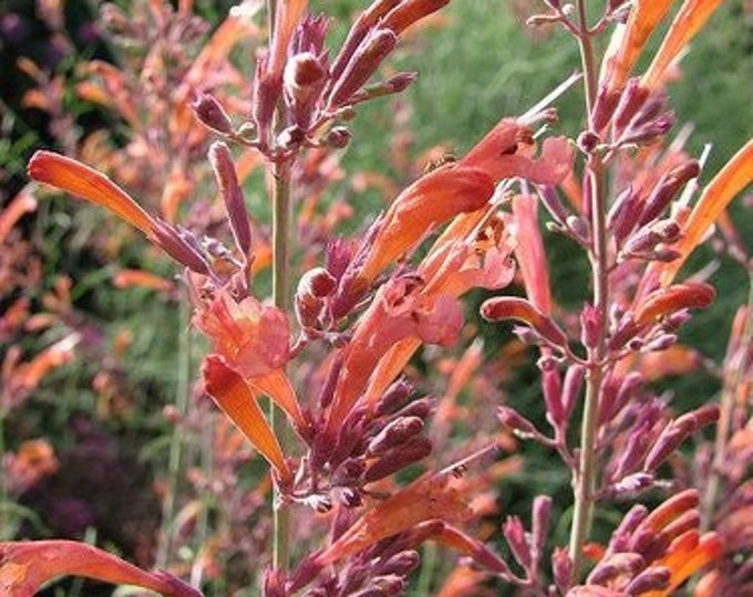 Agastache Apache Sunset (15 Flower Seeds) - Etsy