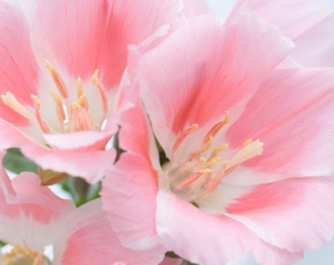 Godetia Grace Shell Pink clarkia Amoena 20 Flower Seeds - Etsy