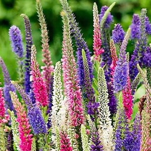 Veronica Spicata Sightseeing Mix (50 Flower Seeds) - Etsy