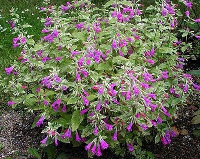 Calamintha Grandiflora Elfin Purple (large-flowered Calamint) 20 Flower ...