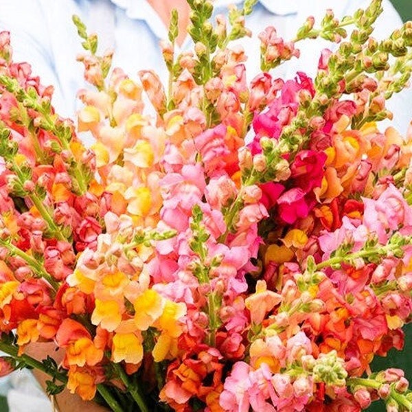 Snapdragon Seeds - Etsy