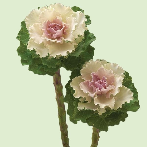 Flowering Kale - Etsy