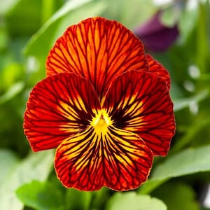Viola Tiger Eye Mix (viola Hybrida) 30 Flower Seeds - Etsy