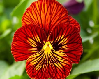 Tiger Eyes Viola X Williamsii 10 Seeds - Etsy