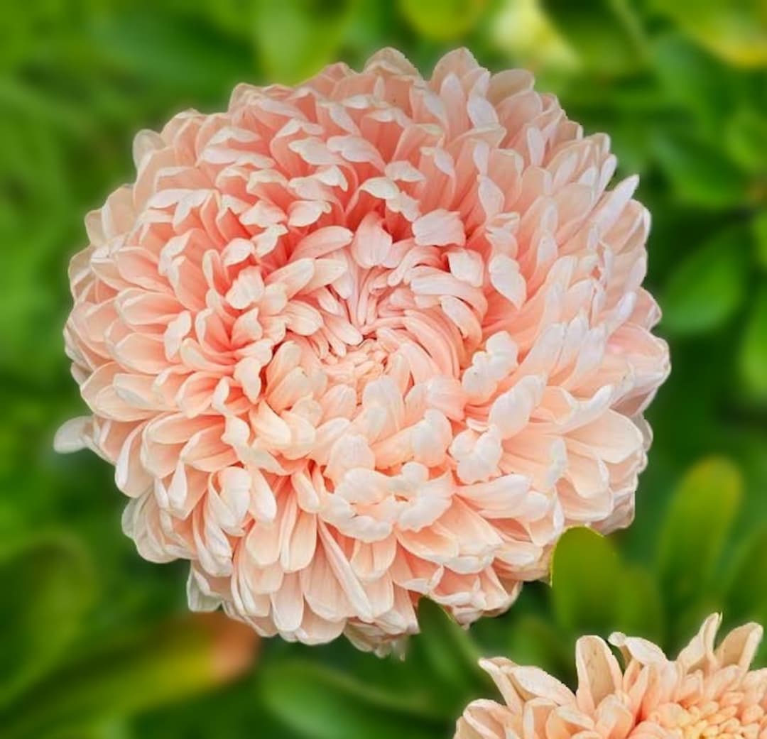 Aster Tower Chamois (aster Callistephus) 20 Flower Seeds - Etsy