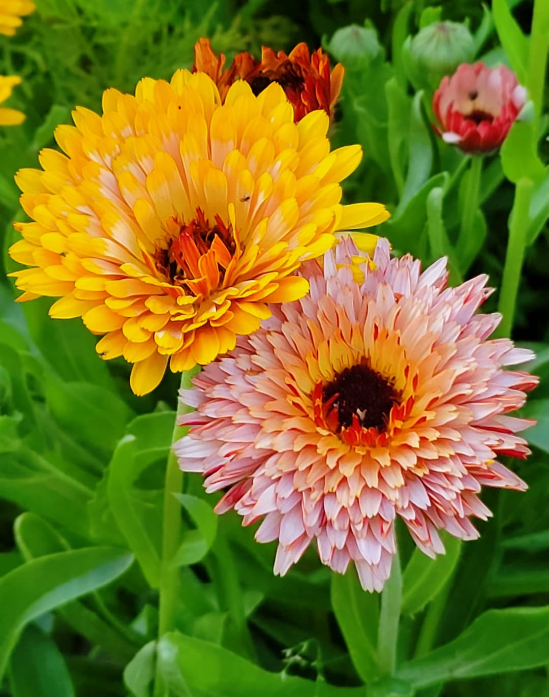 Calendula Touch of Red Mix (calendula Officinalis) 20 Flower Seeds - Etsy