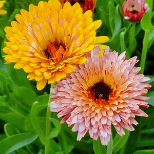 Calendula Touch of Red Mix (calendula Officinalis) 25 Flower Seeds - Etsy