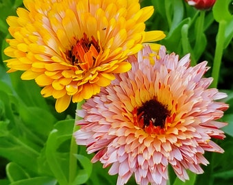 Calendula Touch of Red Buff Seeds - Etsy