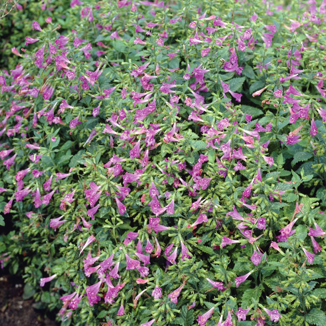 Calamintha Grandiflora Elfin Purple (large-flowered Calamint) 25 Flower ...