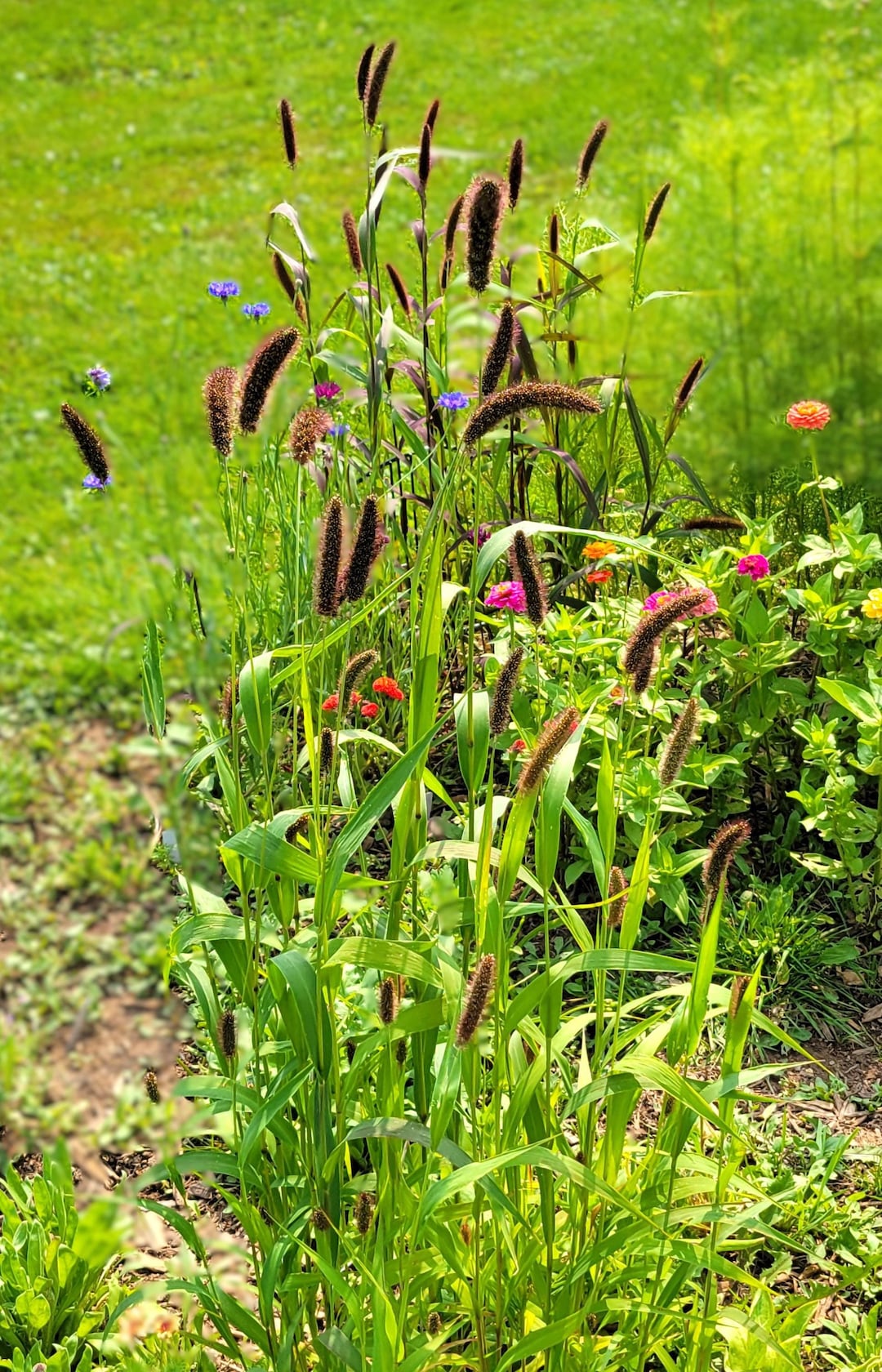 Foxtail Millet Caramel (setaria Viridis) 25 Ornamental Grass Seeds - Etsy