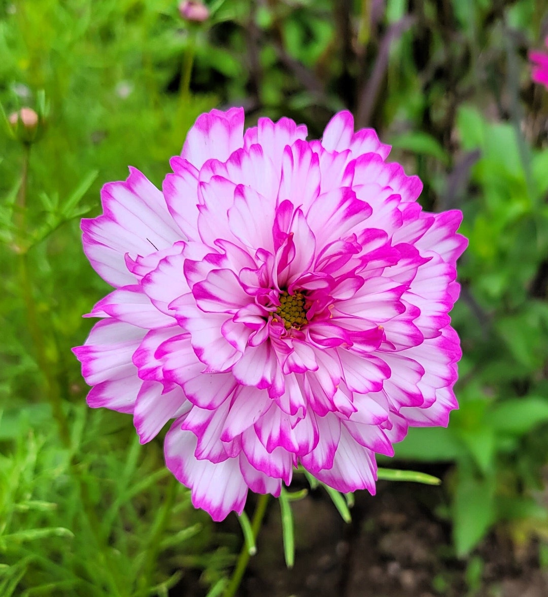 Cosmos Double Click Bicolor Violet (15 Flower Seeds) - Etsy