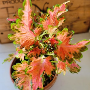 Coleus Colocha Sunset and Colocha Rose Mix 12 Seeds - Etsy