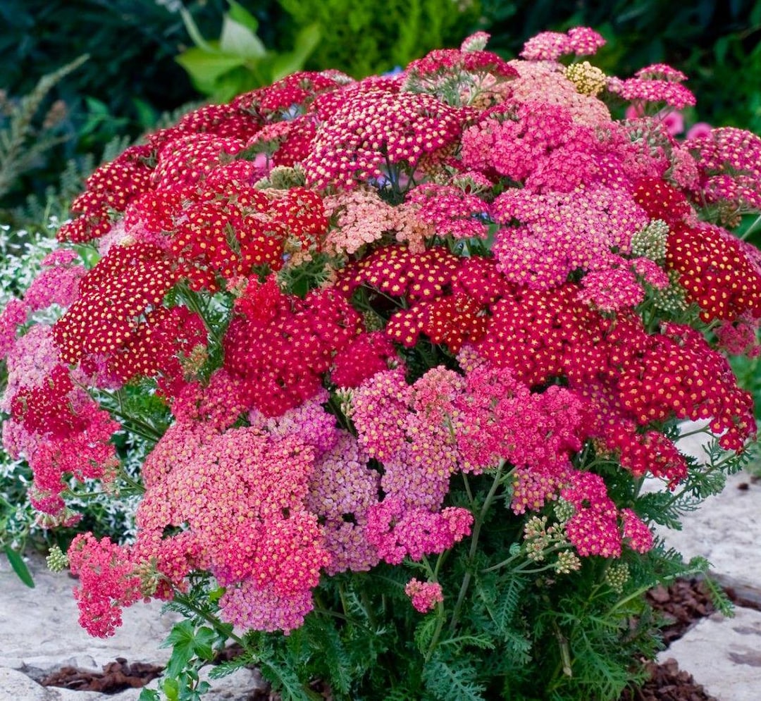 Achillea Flowerburst Red Shades (yarrow) 25 Flower Seeds - Etsy
