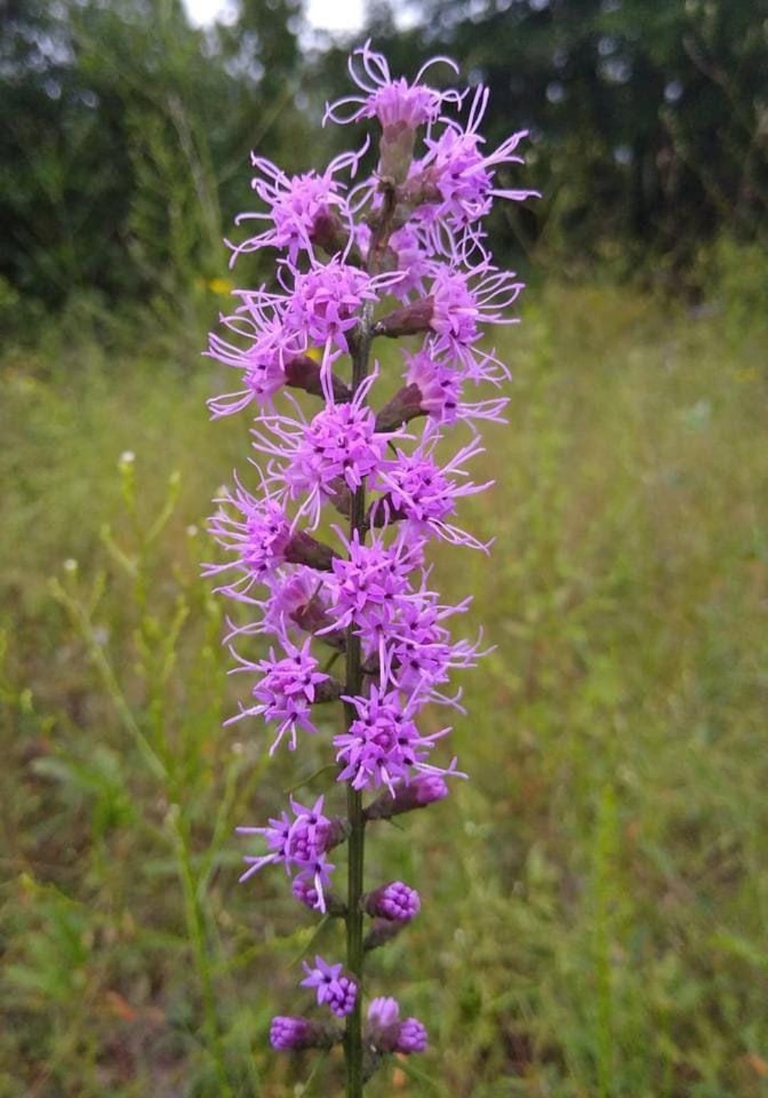 Liatris Button Blazing Star (25 Flower Seeds) - Etsy