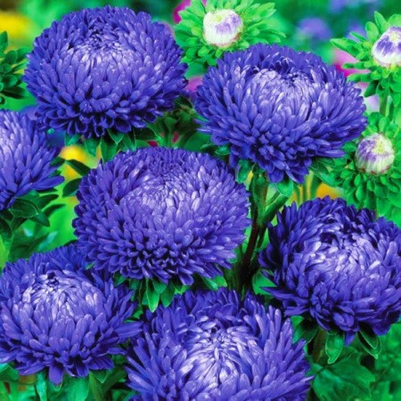 Aster Paeony Duchess Dark Blue (aster Callistephus) 30 Flower Seeds - Etsy