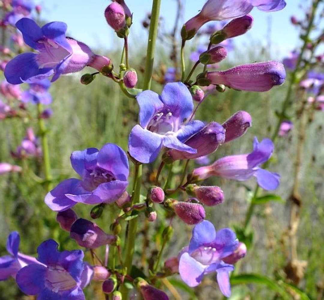 Penstemon Spectabilis (royal Beardtongue) 25 Flower Seeds - Etsy