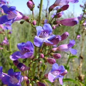 Penstemon Spectabilis (royal Beardtongue) 25 Flower Seeds - Etsy