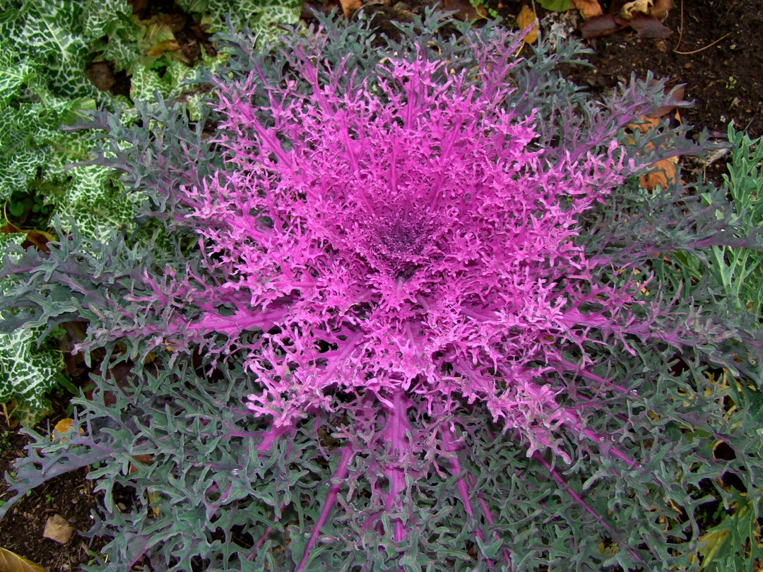 Flowering Kale Peacock Red (20 Flower Seeds) - Etsy