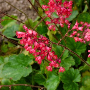 Coral Bells Firefly (heuchera Sanguinea) 50 Flower Seeds - Etsy