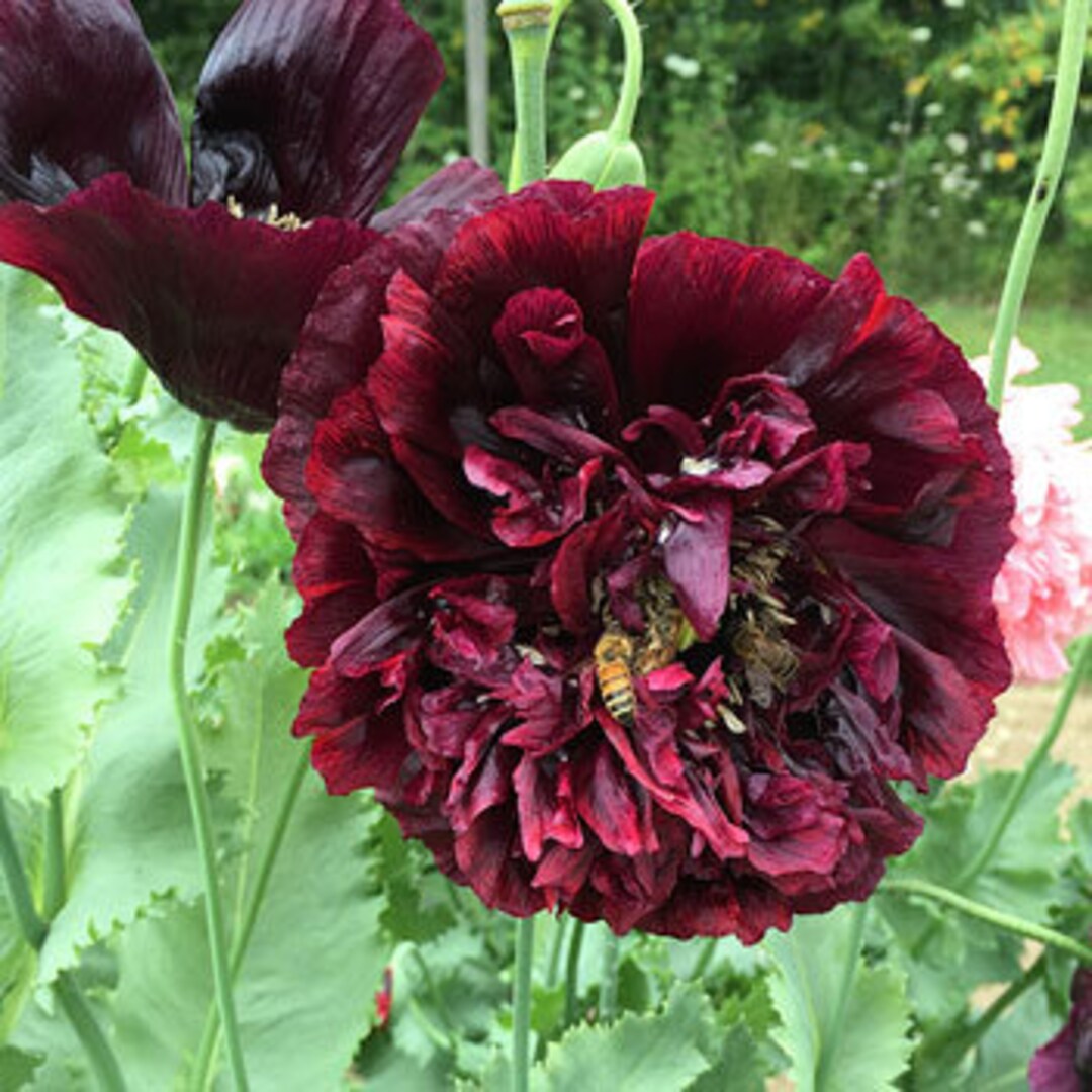 Poppy Black Peony (papaver Paeoniflorum) 75 Flower Seeds - Etsy
