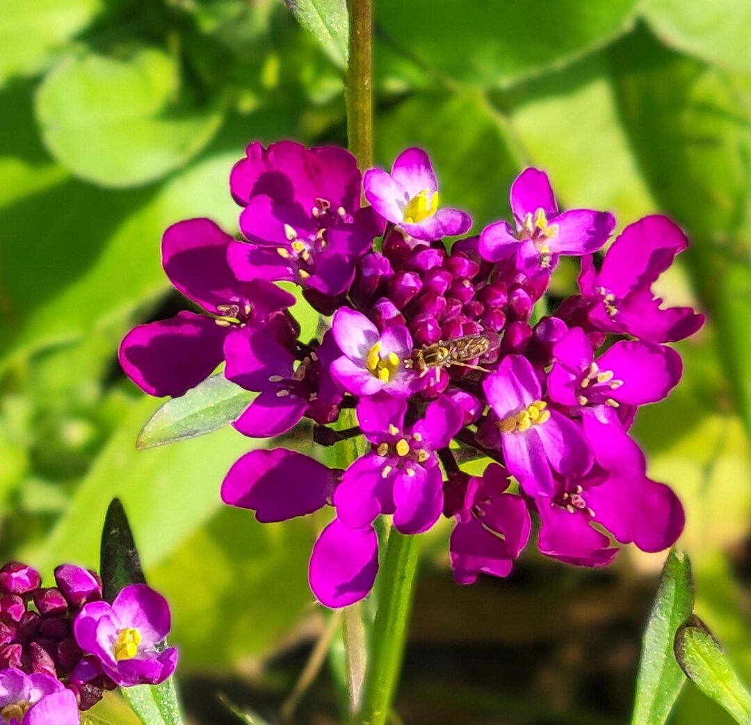 Candytuft Purple Rain (30 Flower Seeds) - Etsy