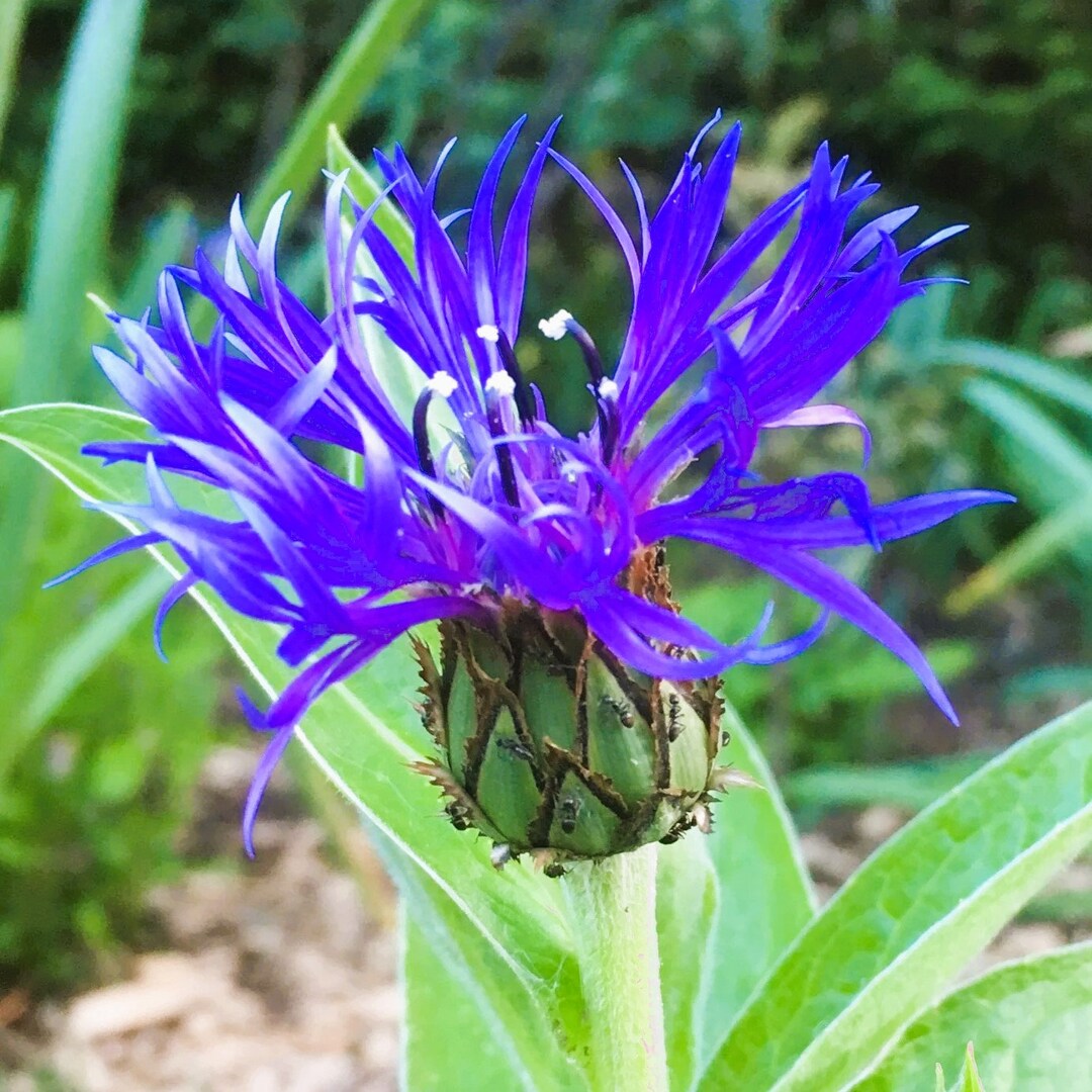 Centaurea Montana mountain Bluet/perennial Corn Flower 15 Flower Seeds ...