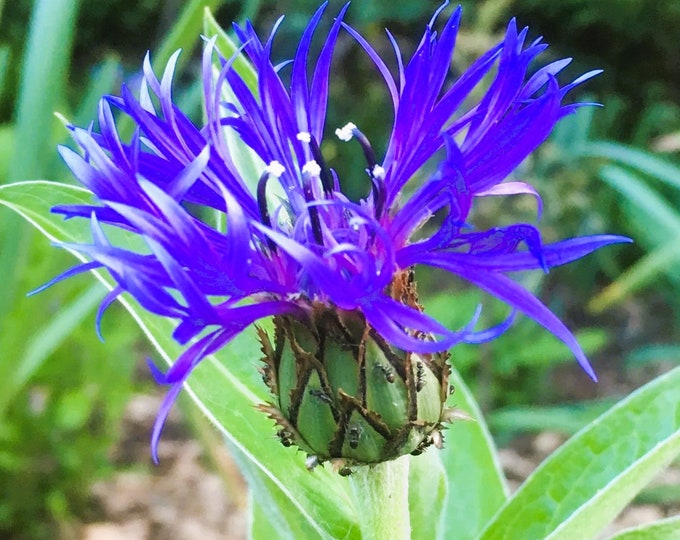 Centaurea Montana mountain Bluet/perennial Corn Flower 20 Flower Seeds ...