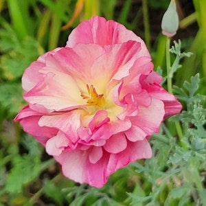 California Poppy Thai Silk Rose Chiffon (eschscholzia Californica/apple ...