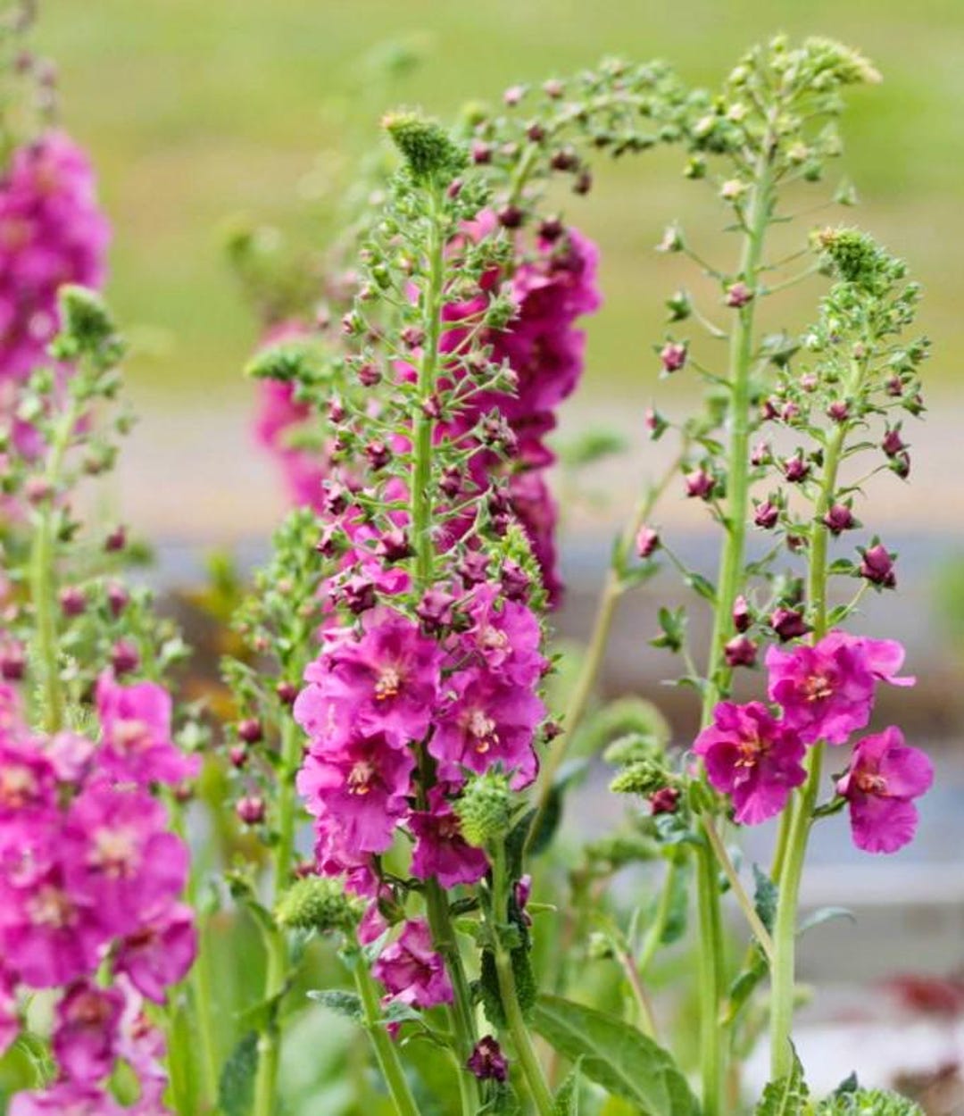 Verbascum Rosetta (30 Flower Seeds) - Etsy