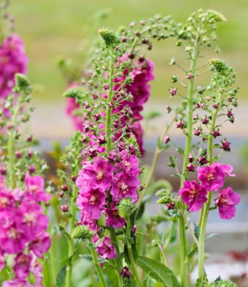 Verbascum Rosetta (30 Flower Seeds) - Etsy
