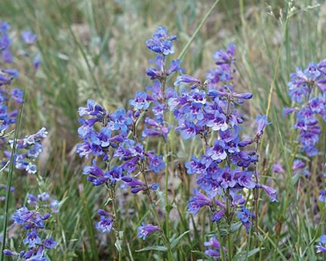 Penstemon Virens (blue Mist Beardtongue) 25 Flower Seeds - Etsy