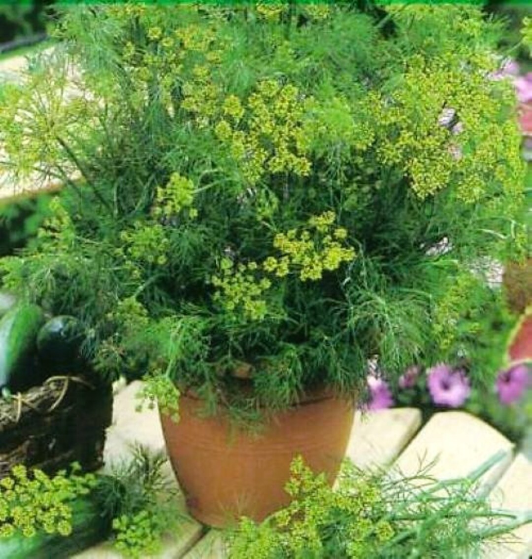 Dill Compatto 75 Herb Seeds - Etsy