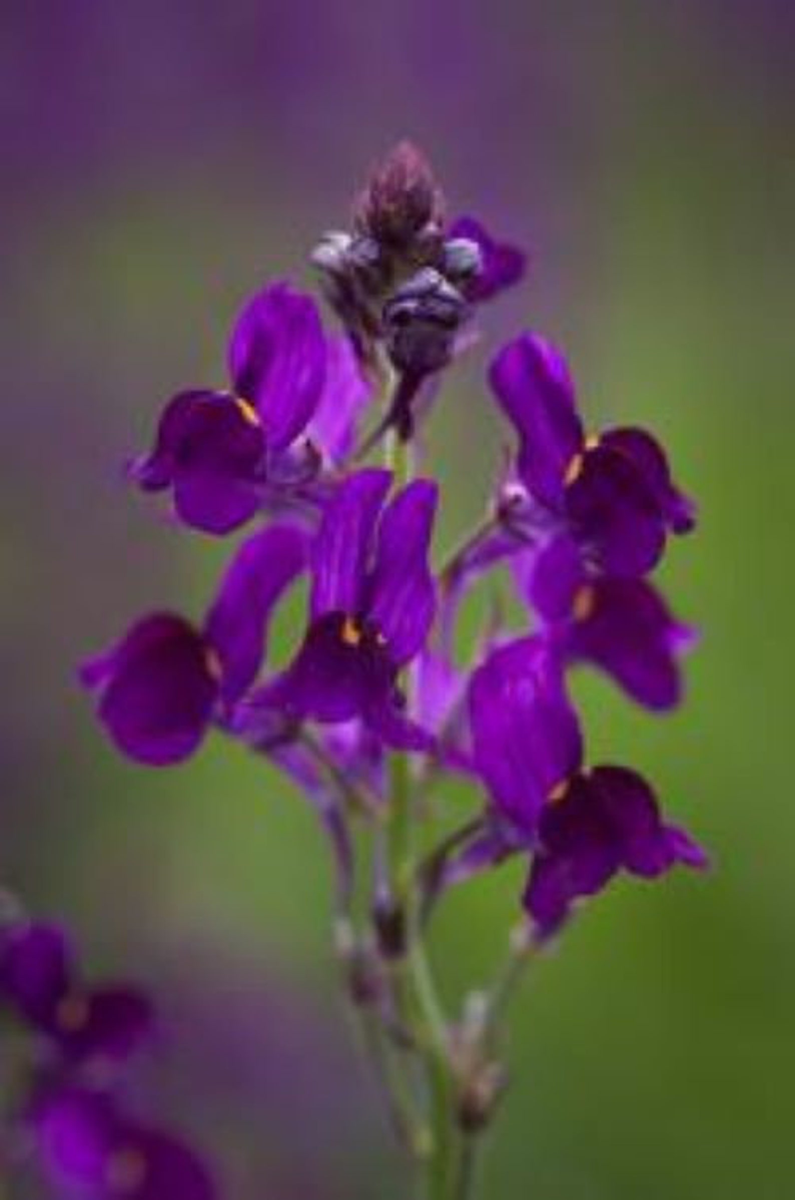 Linaria Maroccana Licilia Violet toadflax 50 Flower Seeds - Etsy