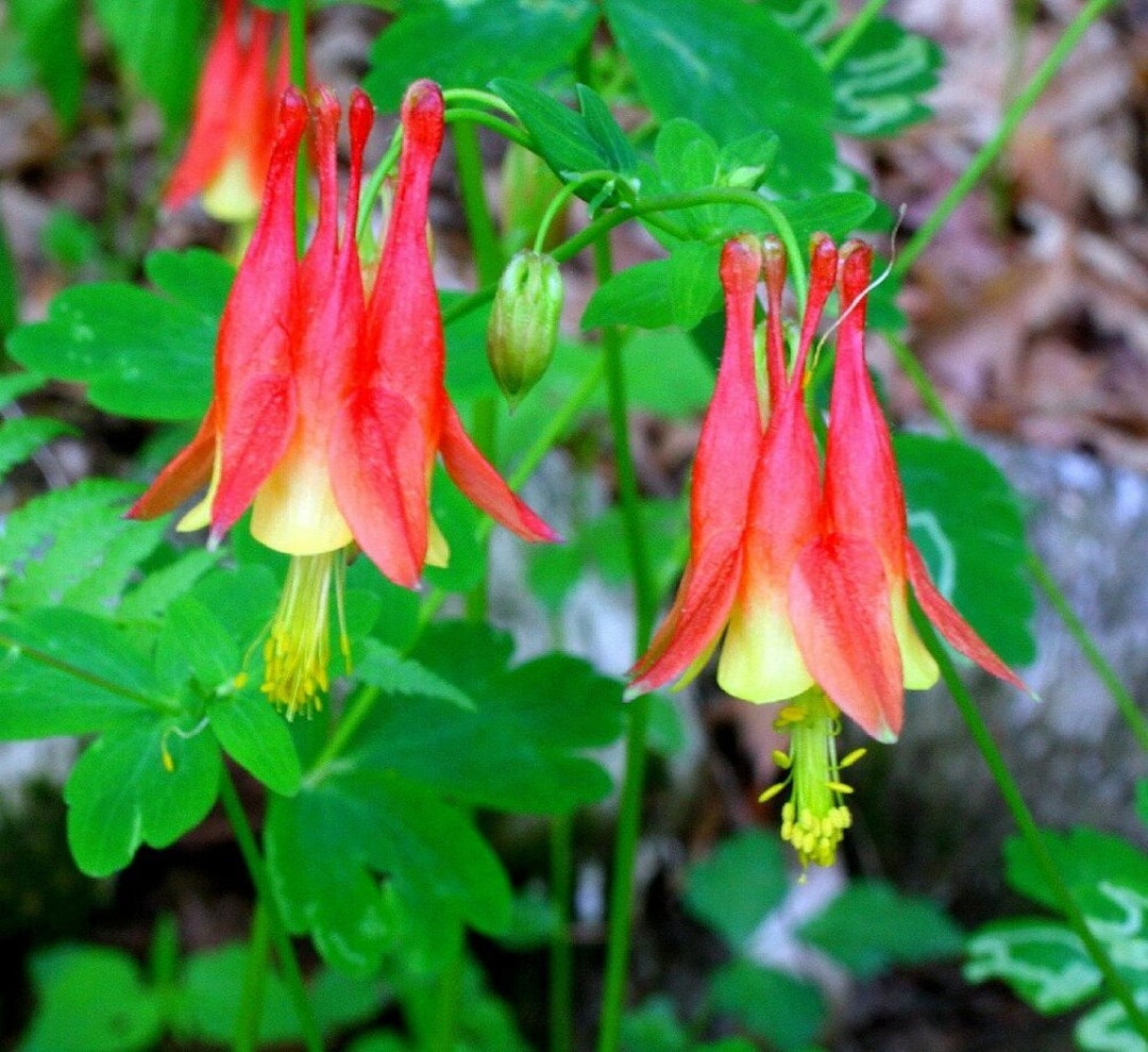 Columbine Eastern Red (aquilegia Canadensis) 50 Flower Seeds - Etsy