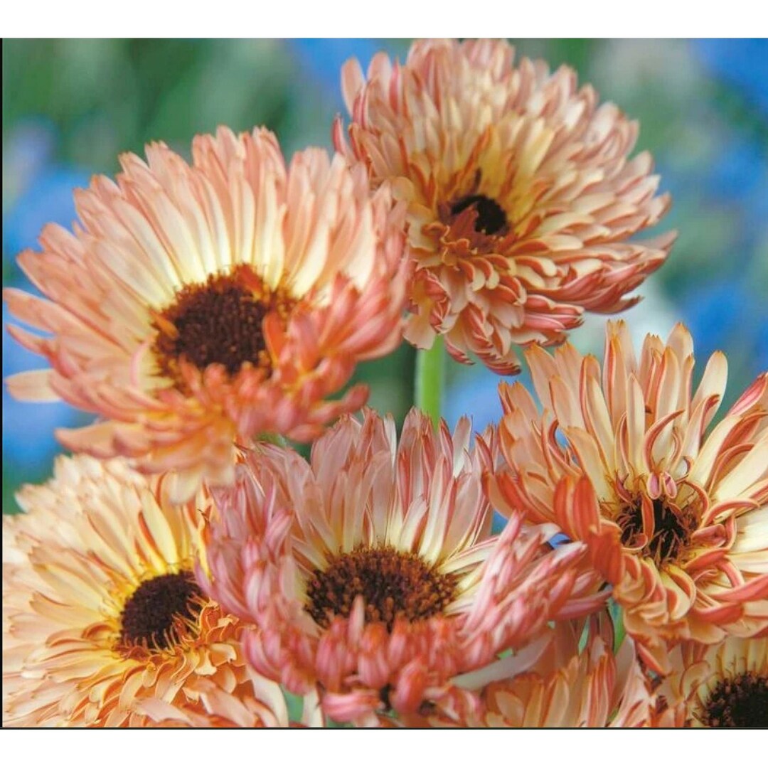 Calendula Sunset Buff pot Marigold 40 Flower Seeds - Etsy