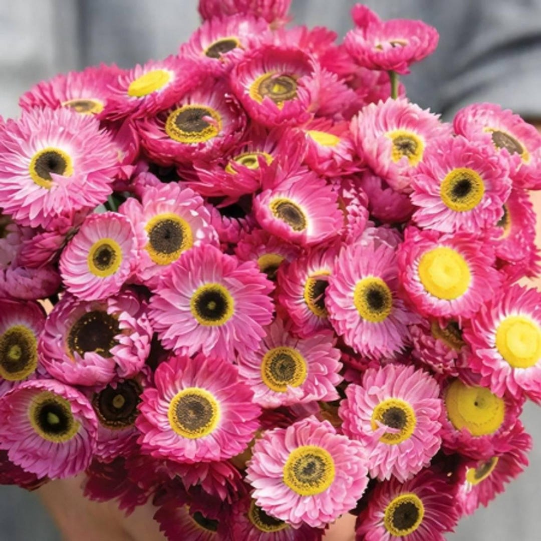 Paper Daisy Rose (helipterum Roseum) 35 Flower Seeds - Etsy