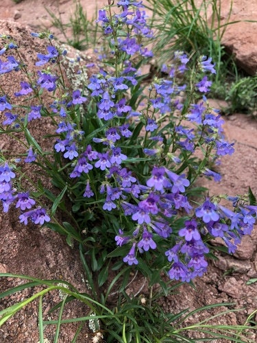 Penstemon Virens (blue Mist Beardtongue) 25 Flower Seeds - Etsy