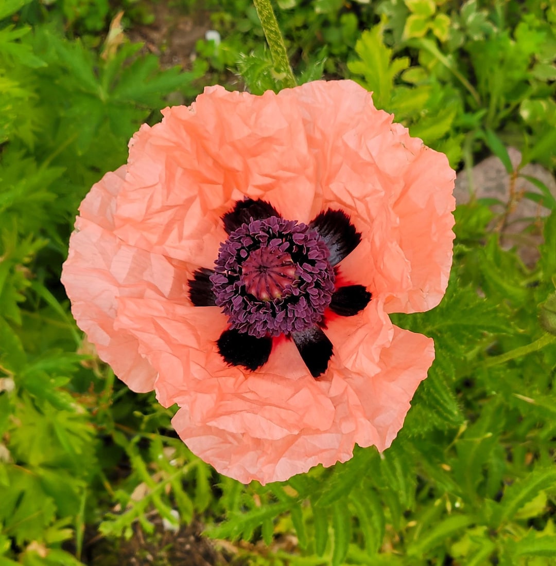 Poppy Princess Victoria Louise (25 Flower Seeds) **QTY Restrictions ...