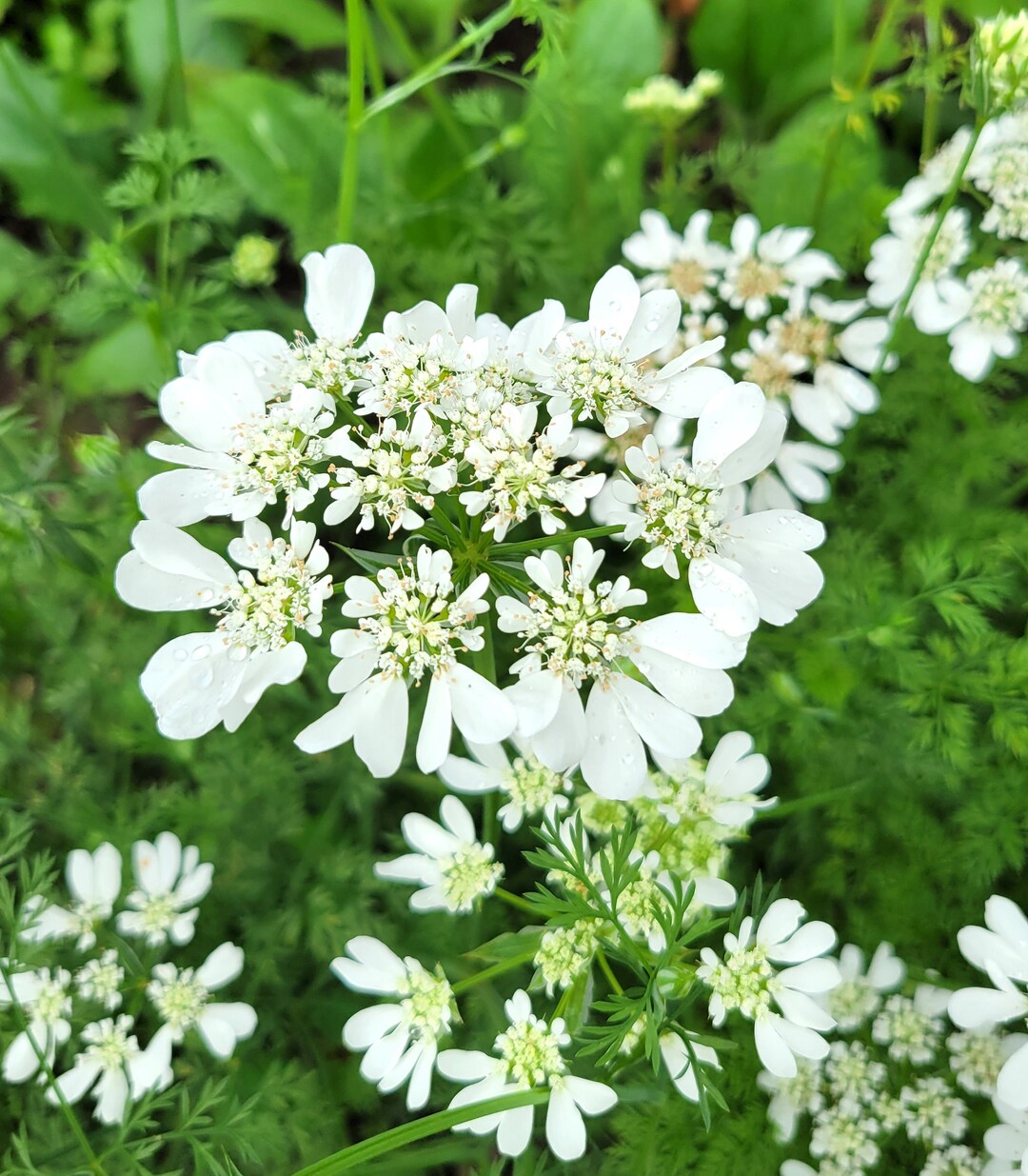 Orlaya Grandiflora White Lace (white Finch) 20 Flower Seeds - Etsy
