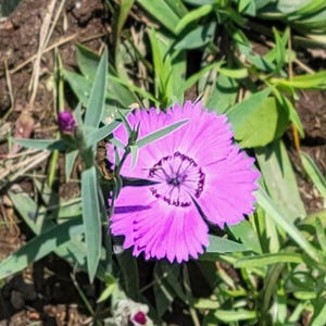 Dianthus Amurensis Siberian Blues (20 Flower Seeds) - Etsy