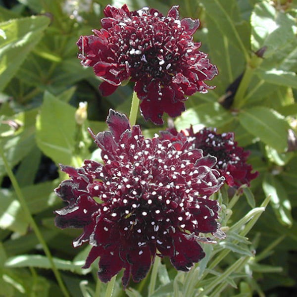 Black Knight Scabiosa - Etsy
