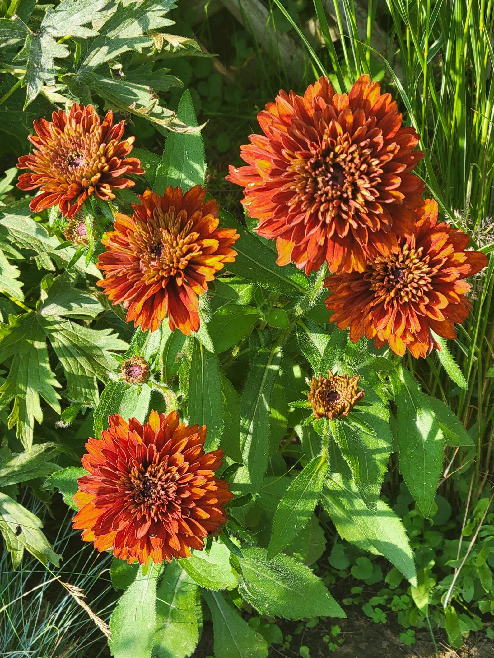 Rudbeckia Moroccan Sun (15 Flower Seeds) - Etsy