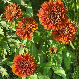 Rudbeckia Moroccan Sun (15 Flower Seeds) - Etsy